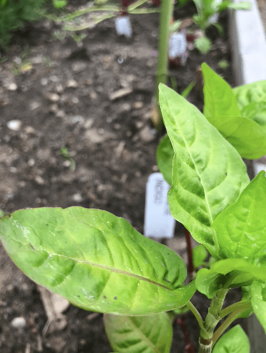 Indigo seedlings available for farmers and gardeners of African Descent ...